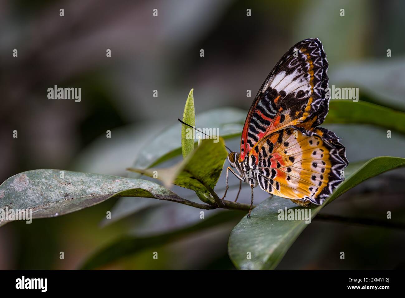 Leopard Lacewing, male, Cethosia cyane at the Cockrell Butterfly Center ...