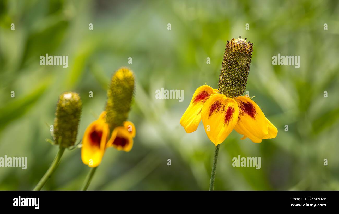 Upright Prairie Coneflower, Ratibida columnifera Stock Photo - Alamy