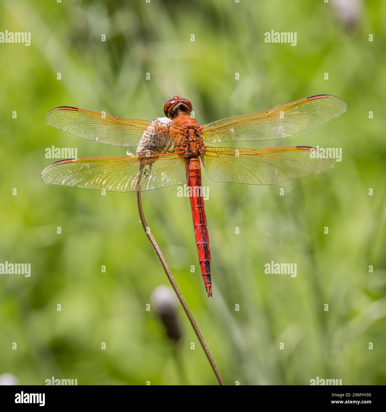 Orange skimmer dragonfly hi-res stock photography and images - Alamy