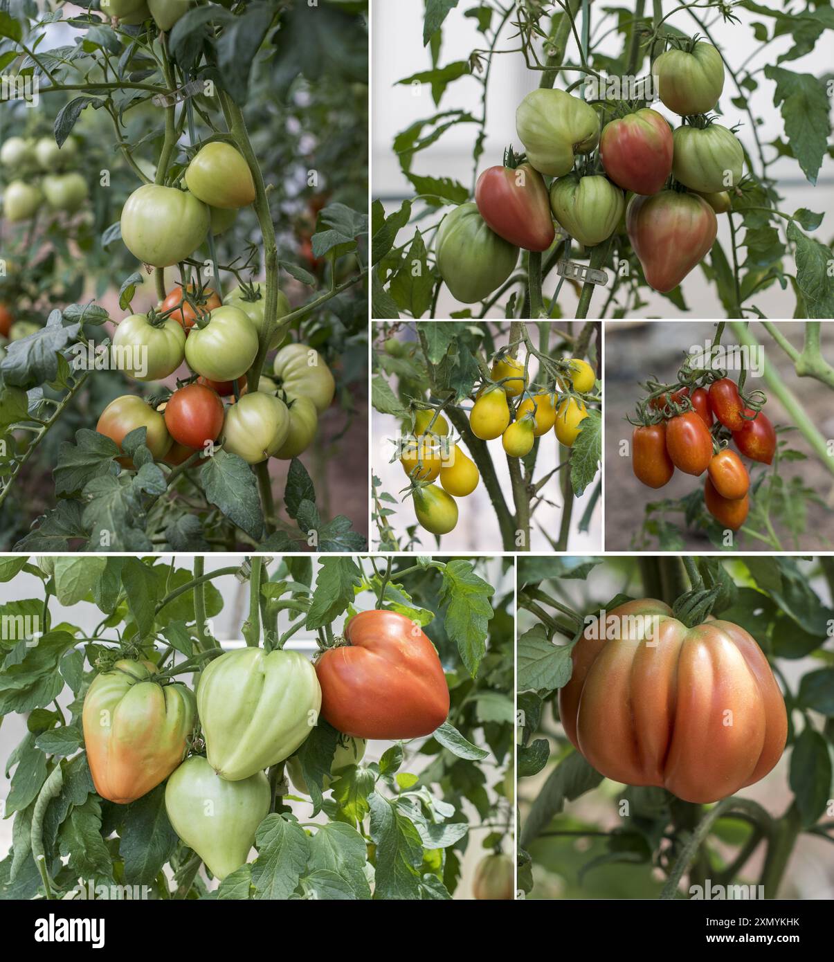 Different kind tomato plants wit green red, yellow and pink fruits ...