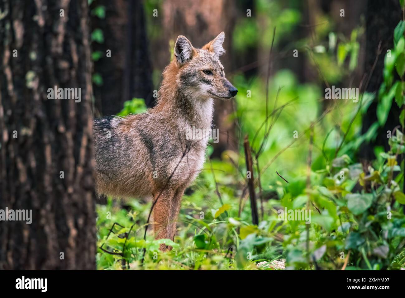 Thai land wildlife, Golden jackal, Canis aureus, feeding scene on ...