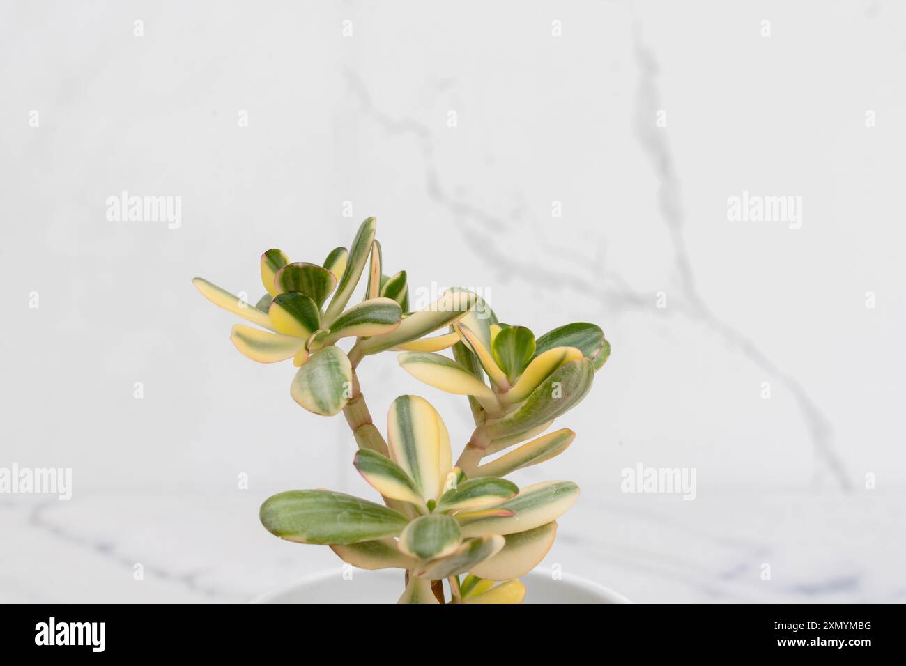 Crassula ovata variegated jade plant with a copy space Stock Photo - Alamy