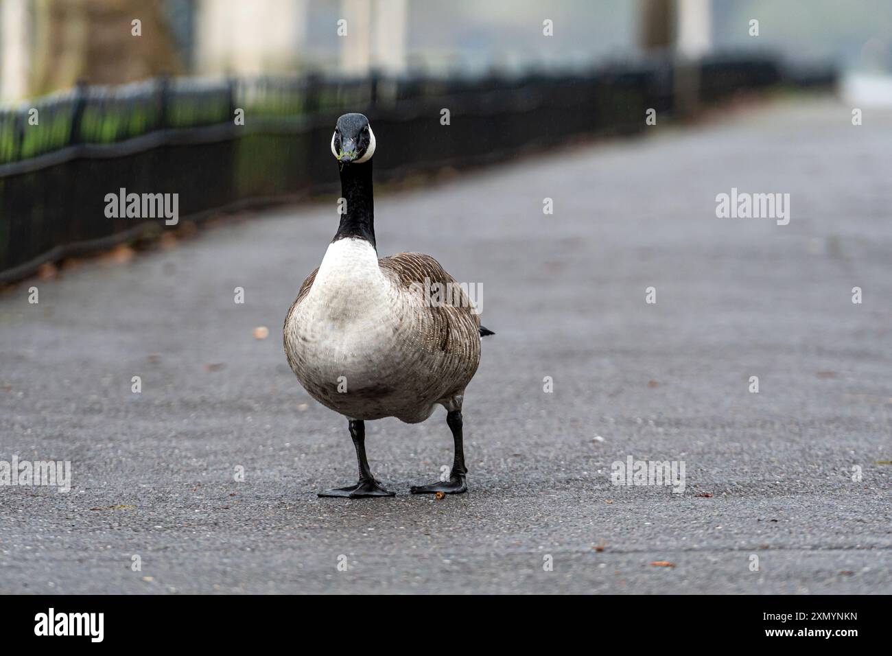 Lone canada goose hi-res stock photography and images - Alamy