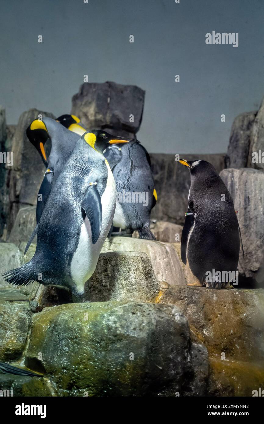 Group of King Penguins Gathering on Rocky Outcrop at the Aquarium ...