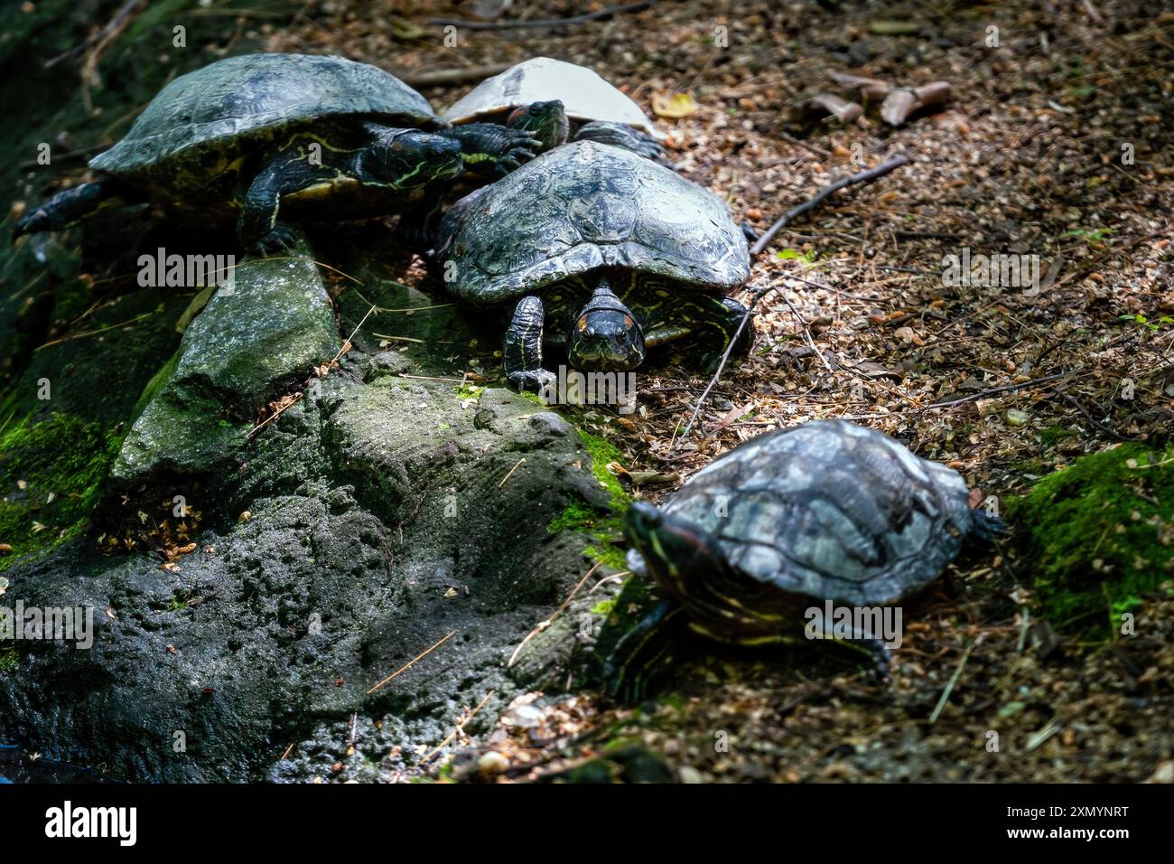 Turtle basking on the rocks hi-res stock photography and images - Alamy