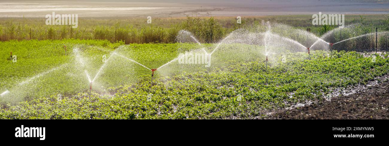 Water sprinkler irrigating vegetable garden hi-res stock photography ...