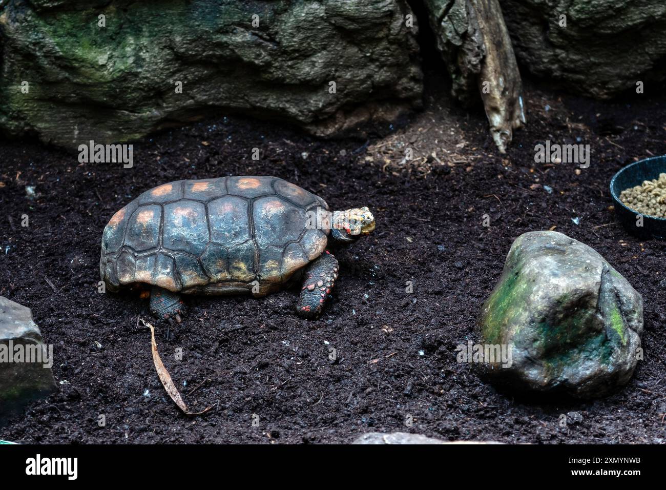 A tortoise explores its habitat, moving among rocks and dark soil Stock ...