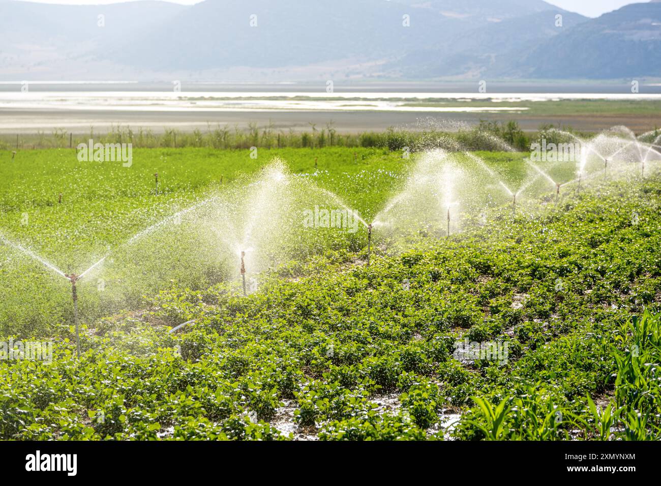 Automatic Sprinkler irrigation system watering in the vegetable farm ...