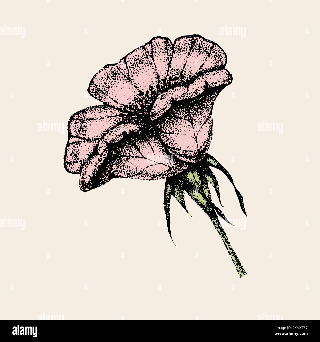 Wild rose flowers drawing and sketch with pointillism on white ...