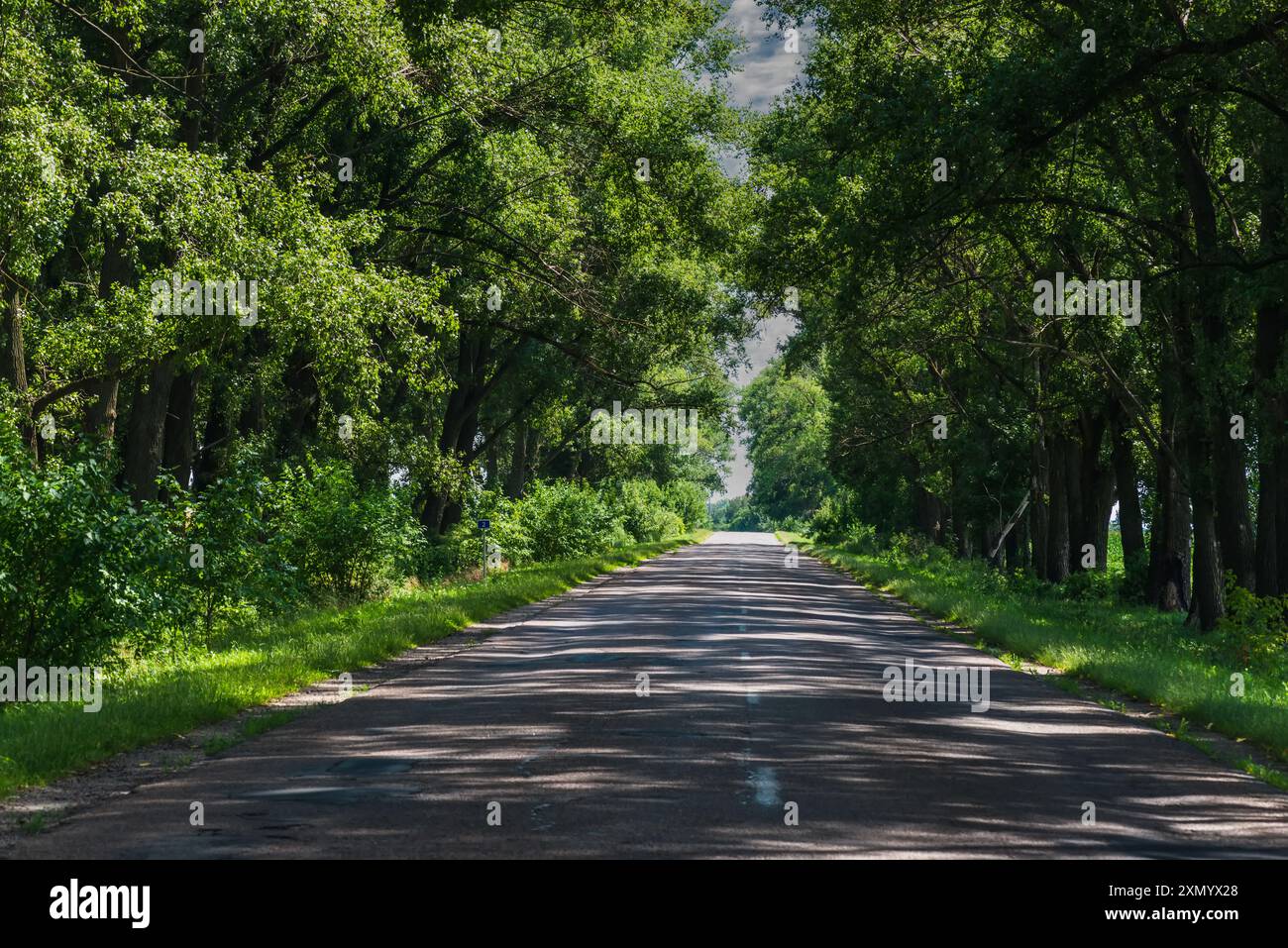 Tree-Lined Country Road: A Scenic Drive Through Nature's Green Tunnel ...