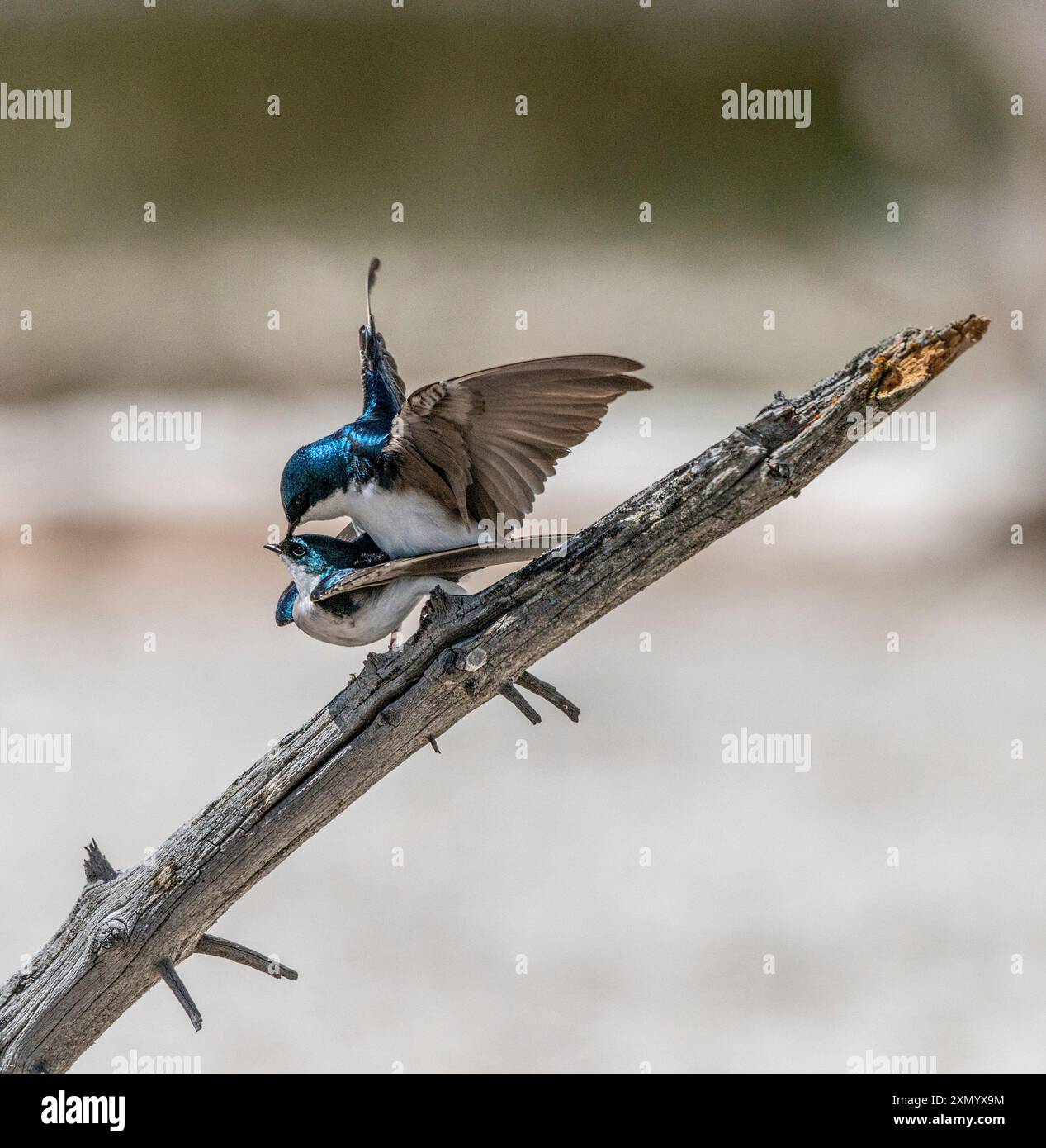 Mating swallows hi-res stock photography and images - Alamy