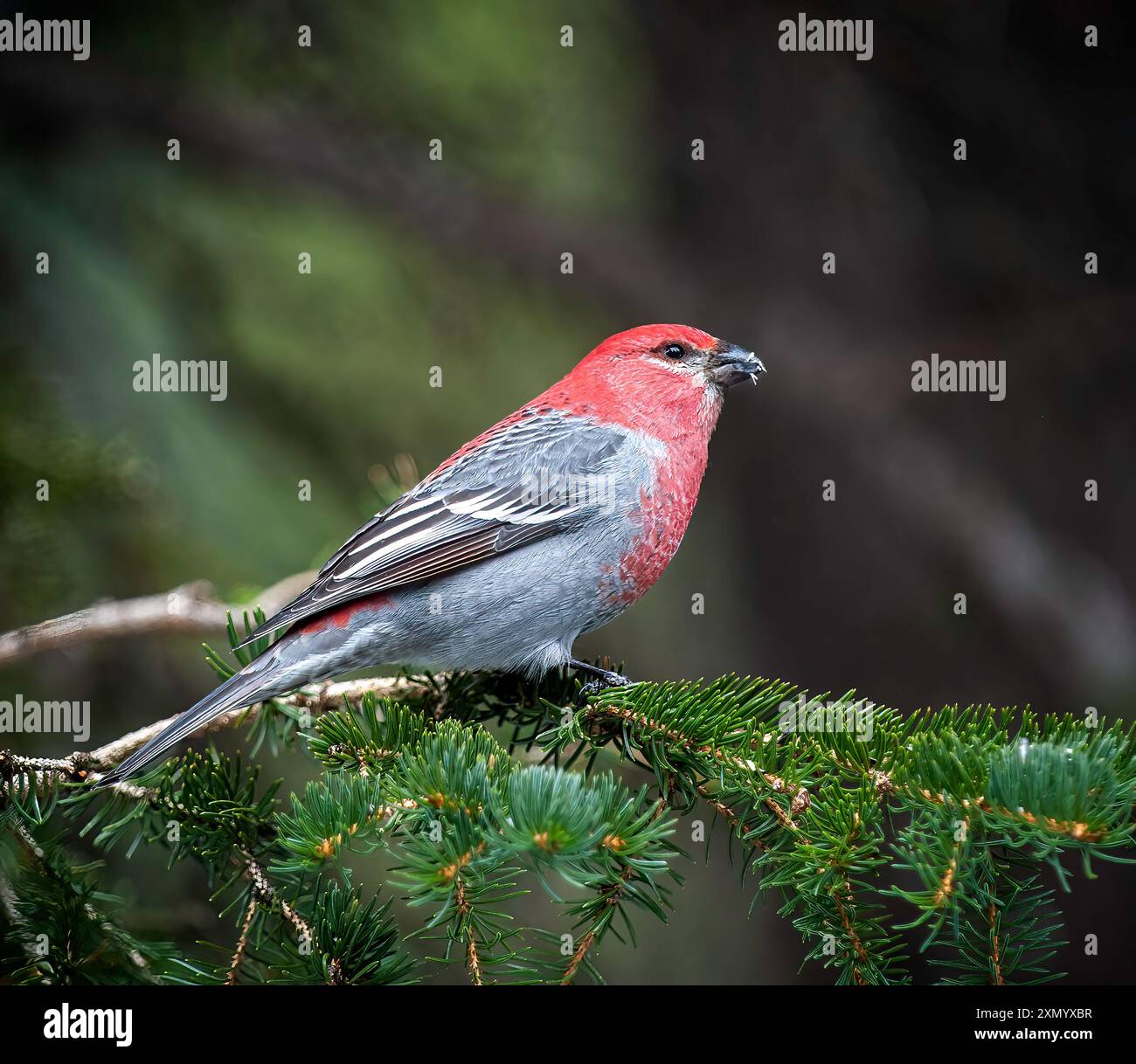 Pine grossbeak hi-res stock photography and images - Alamy