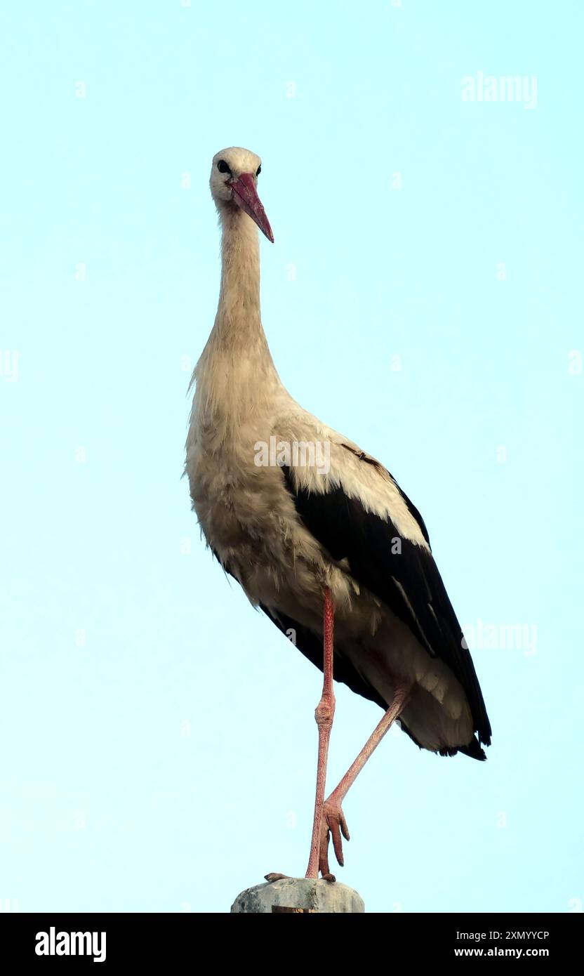 One leg stork hi-res stock photography and images - Alamy