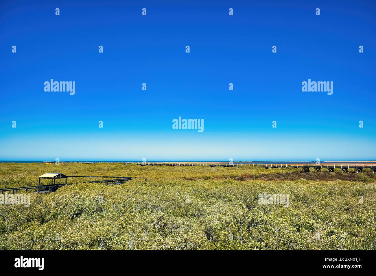 Dense mangrove forest with the historical One Mile Jetty and the ...