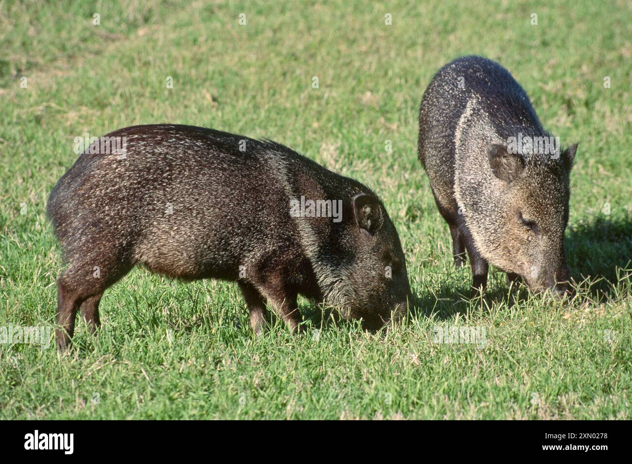 Dicolytes hi-res stock photography and images - Alamy