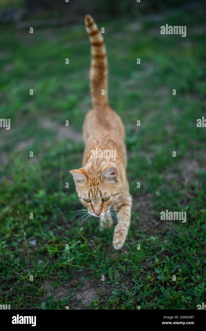 A red-haired cat runs through the grass. vertical Stock Photo - Alamy