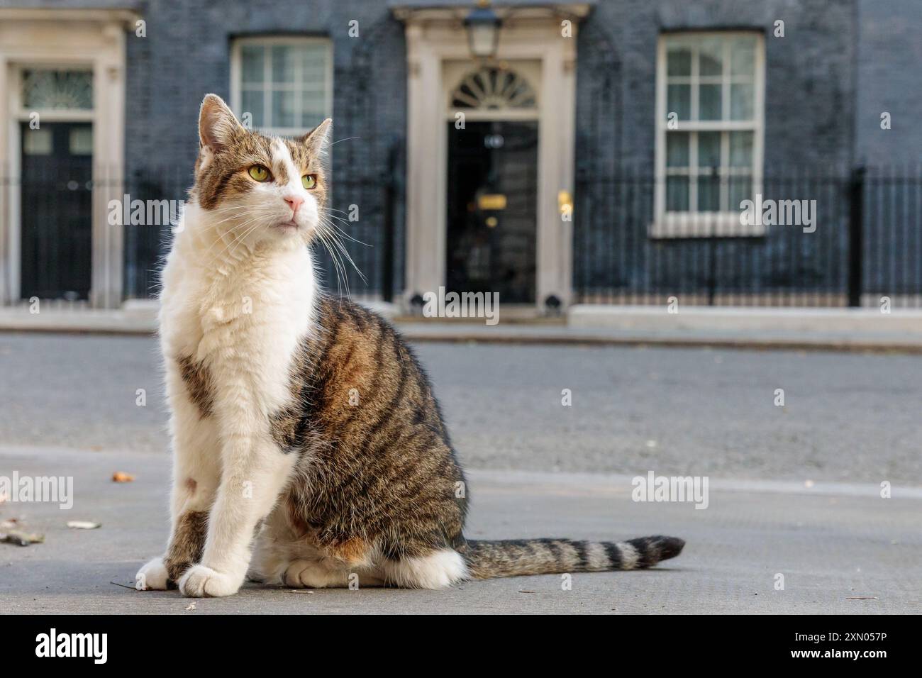 Downing Street, London, UK. 30th July 2024. Larry, brown and white tabby cat and Chief Mouser to ...