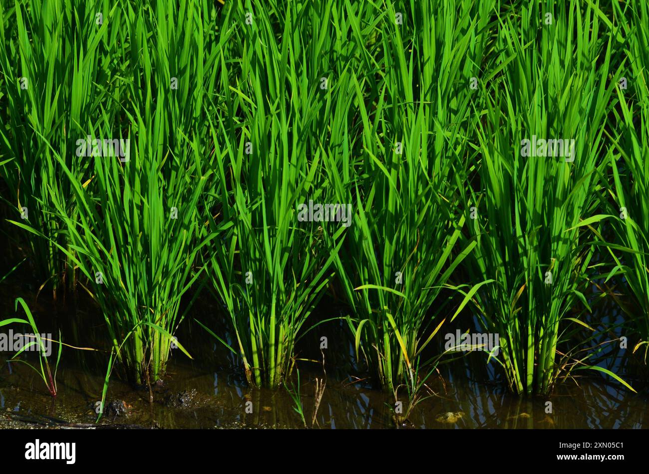 Malaysia 29/07/24 .Rice is an important staple food for nearly half the ...