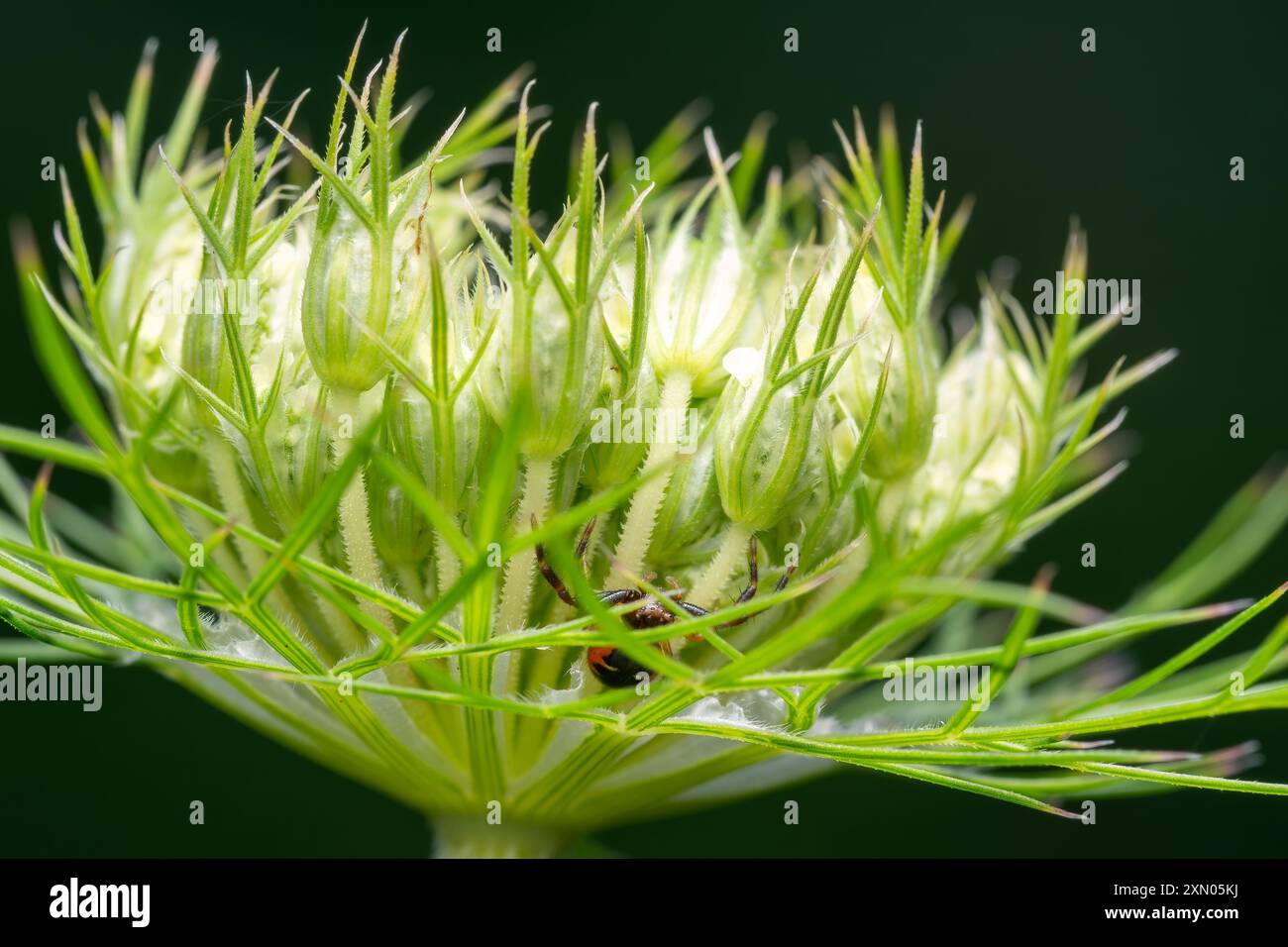 the Napoleon spider - Synema globosum, tiny beautiful colored spider ...