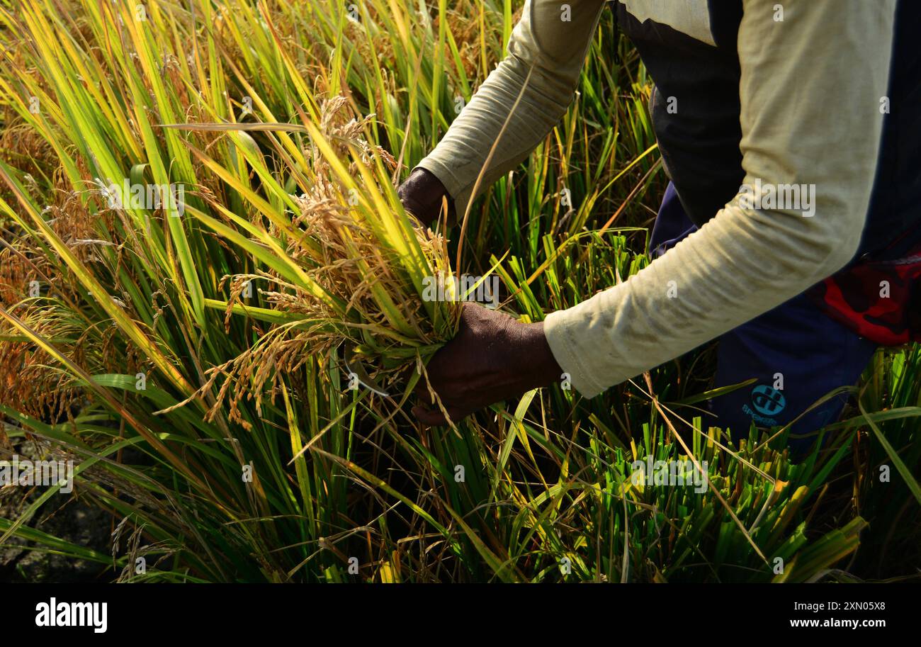 Malaysia 29/07/24 .Rice is an important staple food for nearly half the ...
