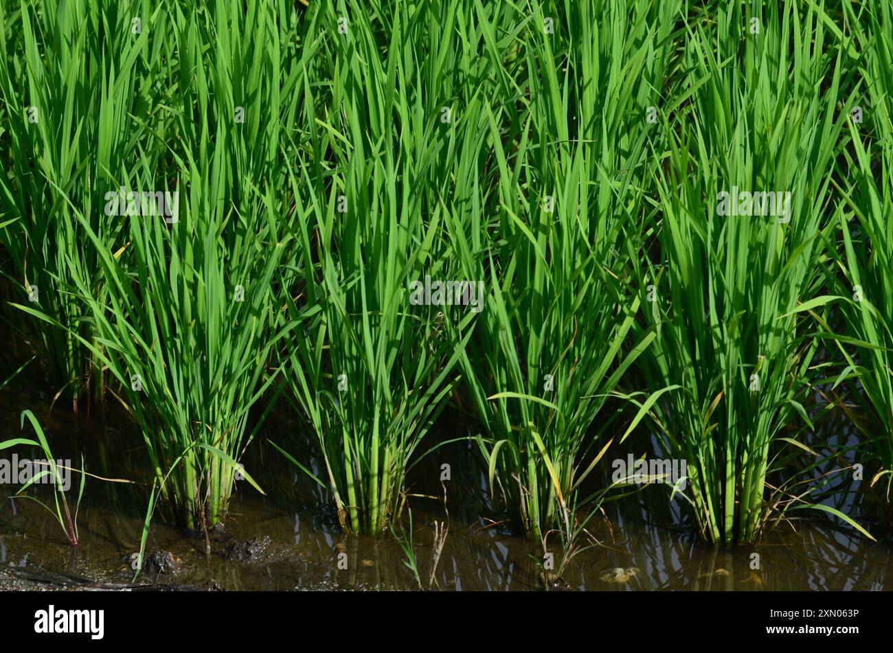 Malaysia 29/07/24 .Rice is an important staple food for nearly half the ...