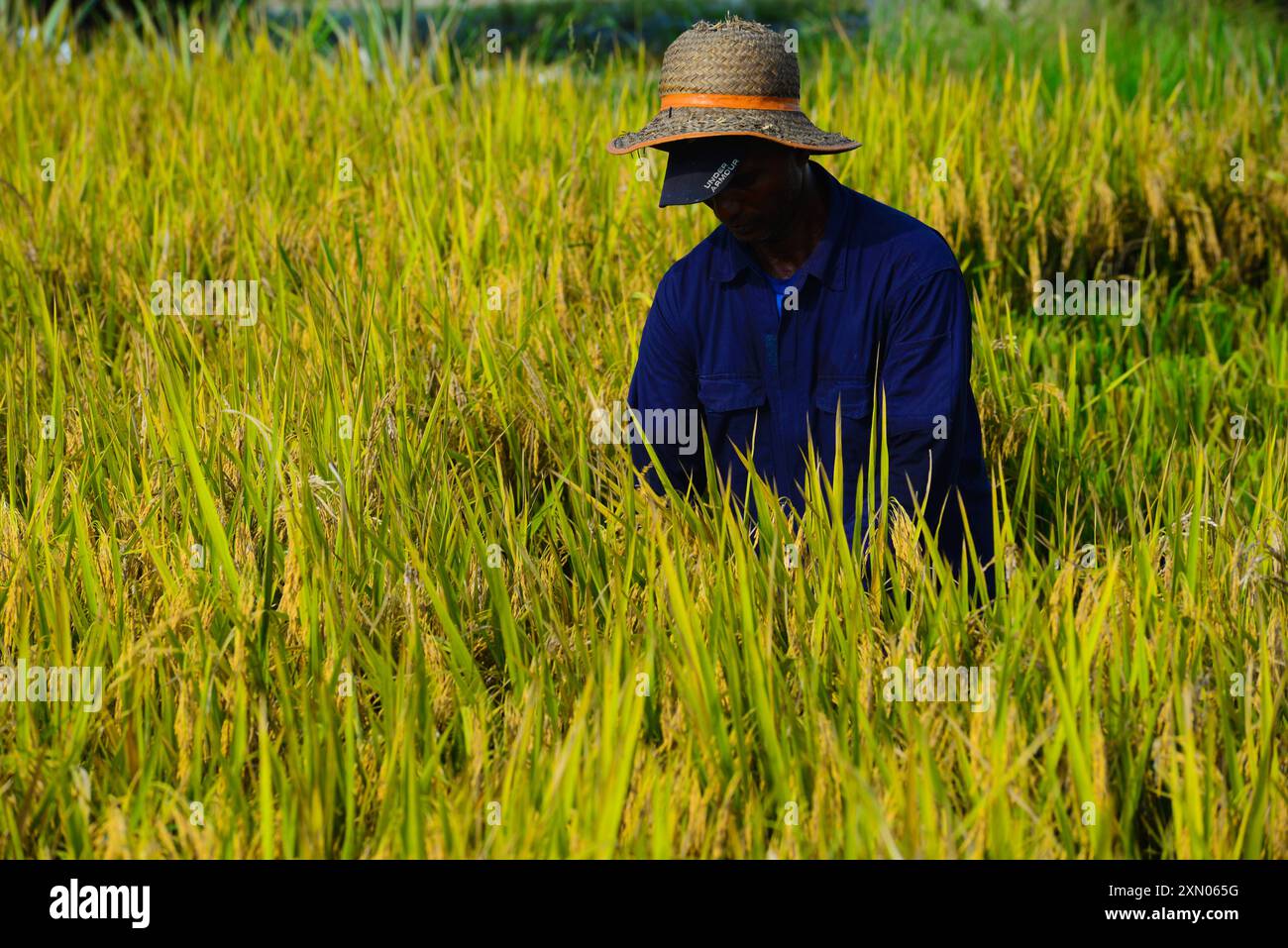 Malaysia 29/07/24 .Rice is an important staple food for nearly half the ...