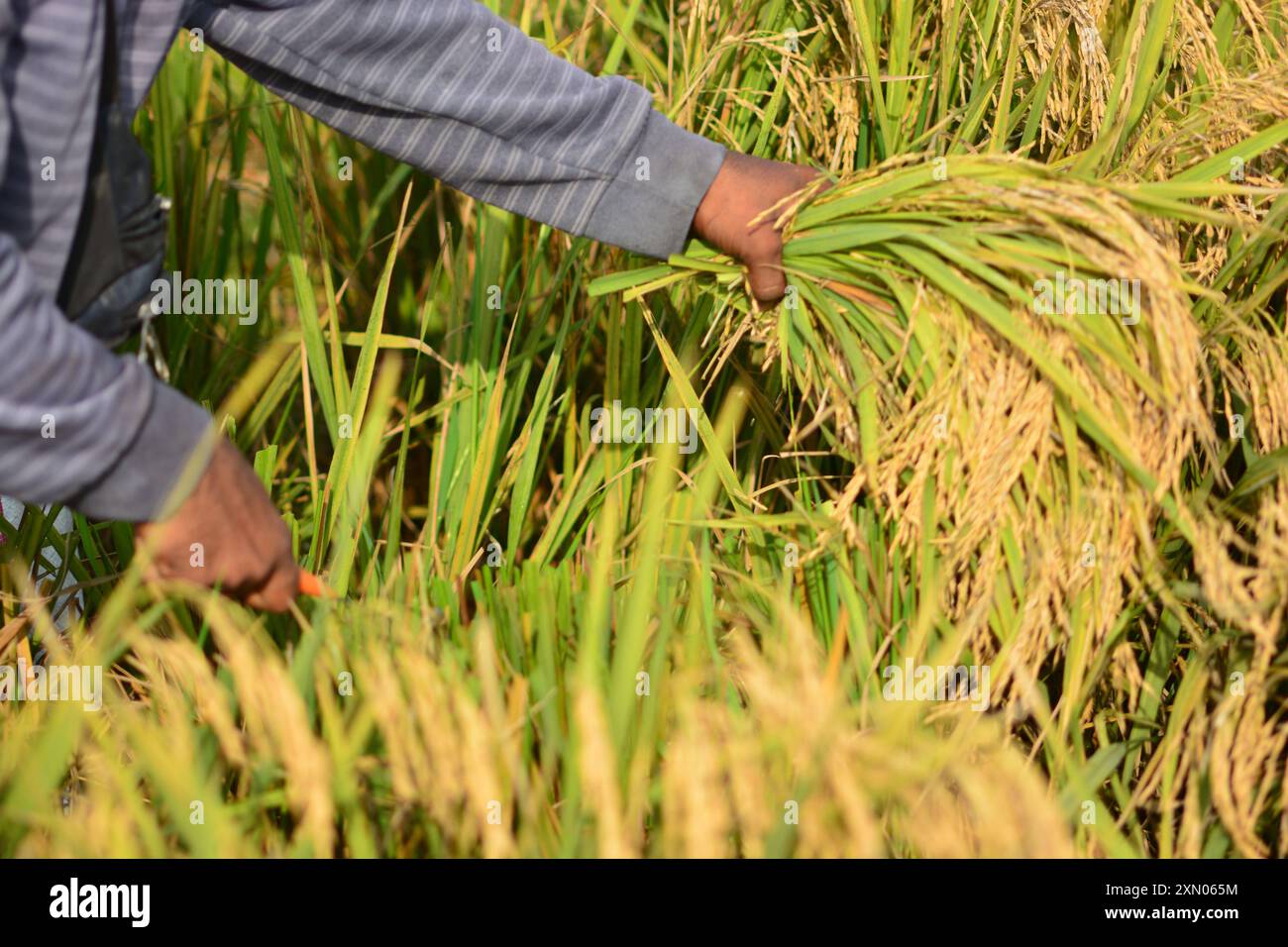 Malaysia 29/07/24 .Rice is an important staple food for nearly half the ...