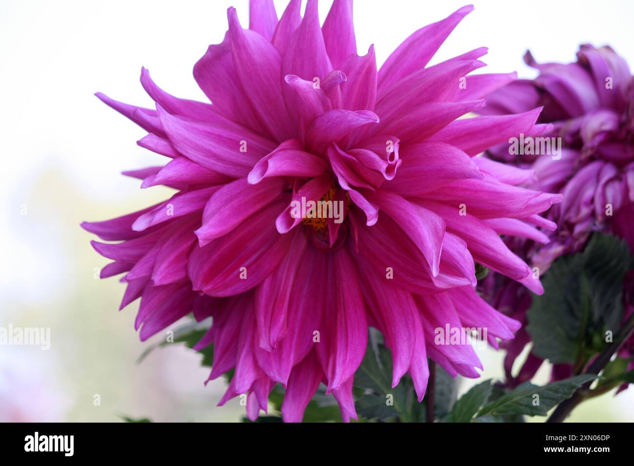 'Peony-flowered dahlia' cultivar in Fuchsia (purple) shade : (pix ...