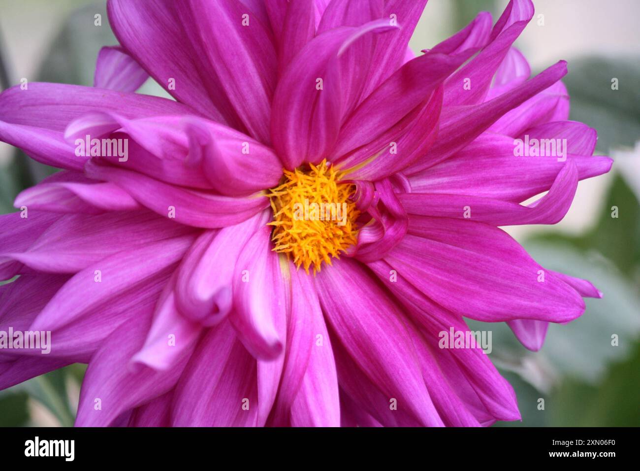 'Peony-flowered dahlia' cultivar in Fuchsia (purple) shade : (pix ...