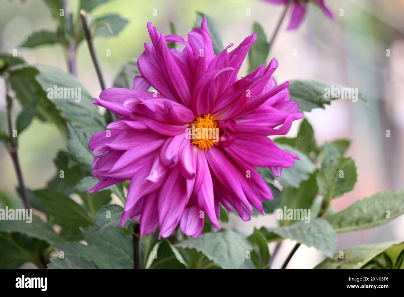 'Peony-flowered dahlia' cultivar in Fuchsia (purple) shade : (pix ...