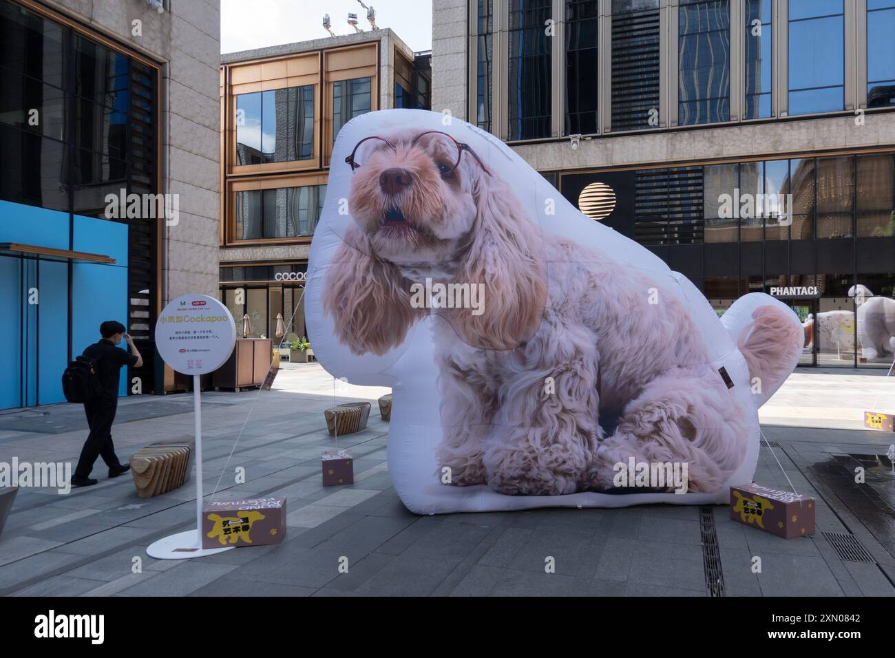 A cute image of a dog is being displayed as part of an art installation ...