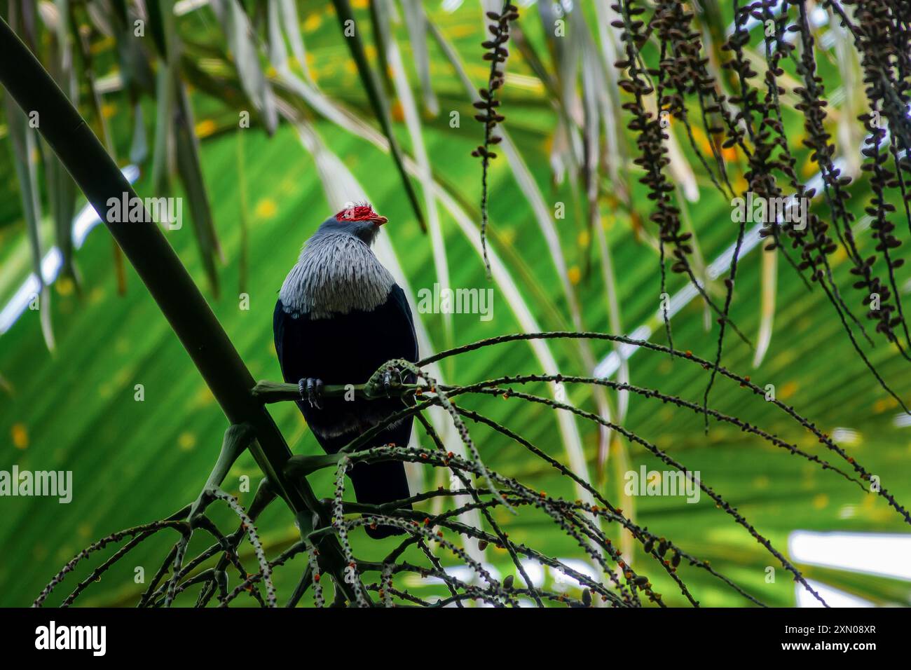 Seychelles Blue Pigeon, endemic bird species, in Vallée de Mai (May ...