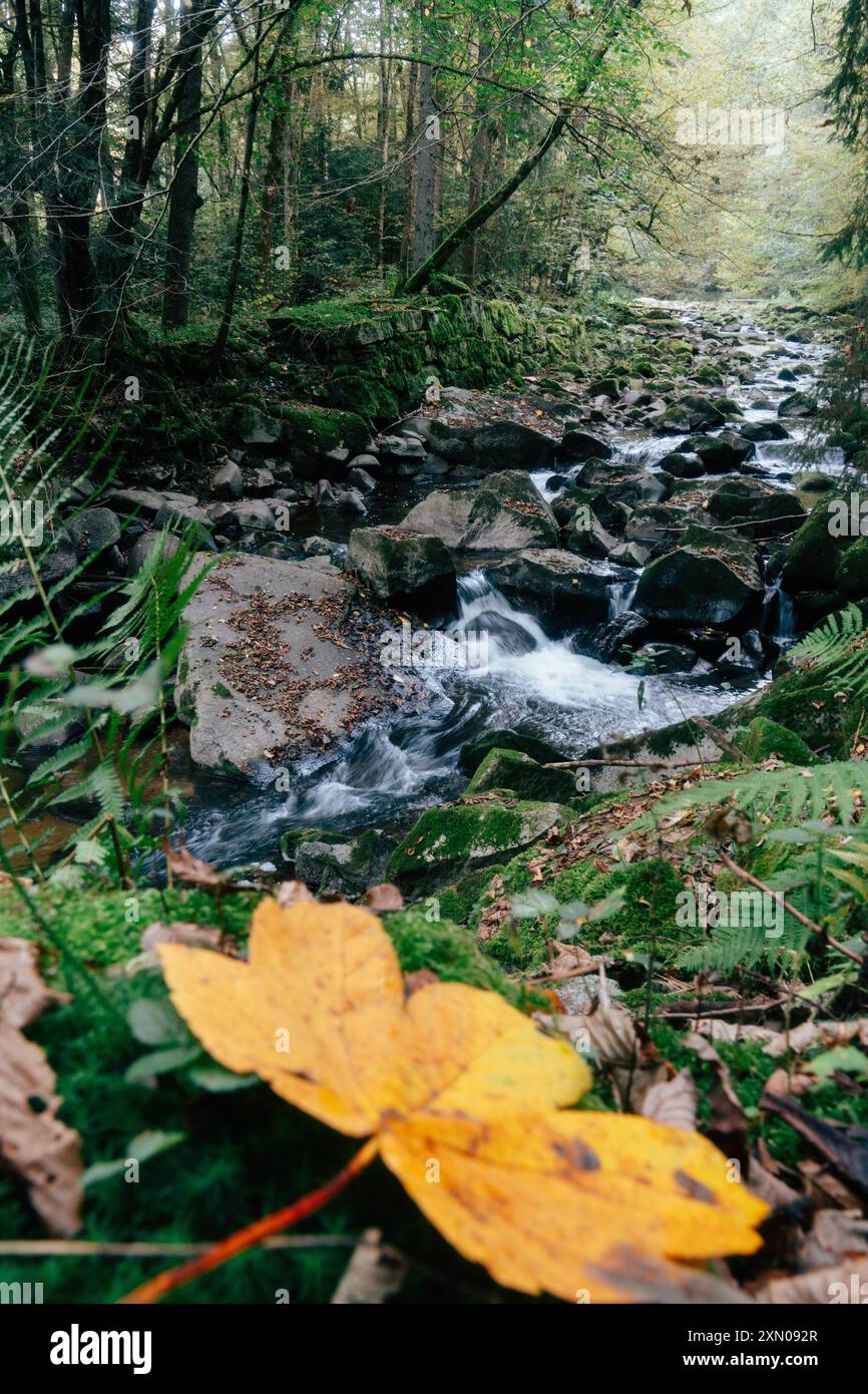 Bright yellow leaves scatter across the forest floor as a peaceful ...