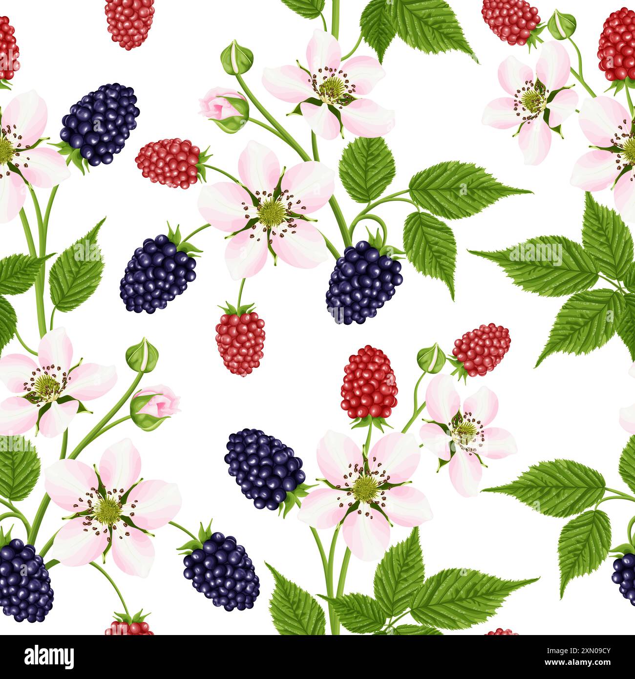 Botanical blackberry illustration hi-res stock photography and images ...