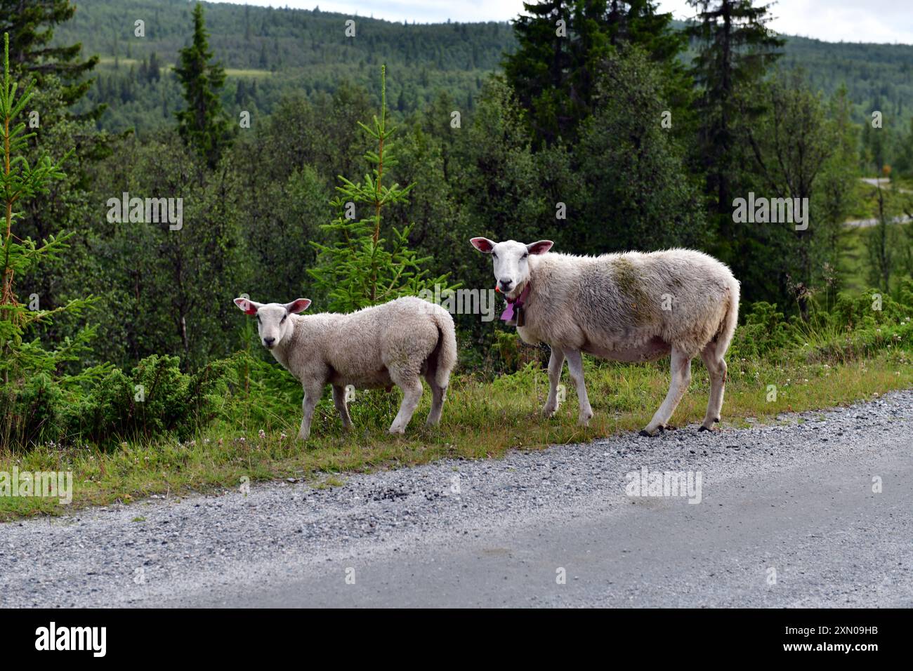 Two cute white sheep turning their heads toward camera before entering ...