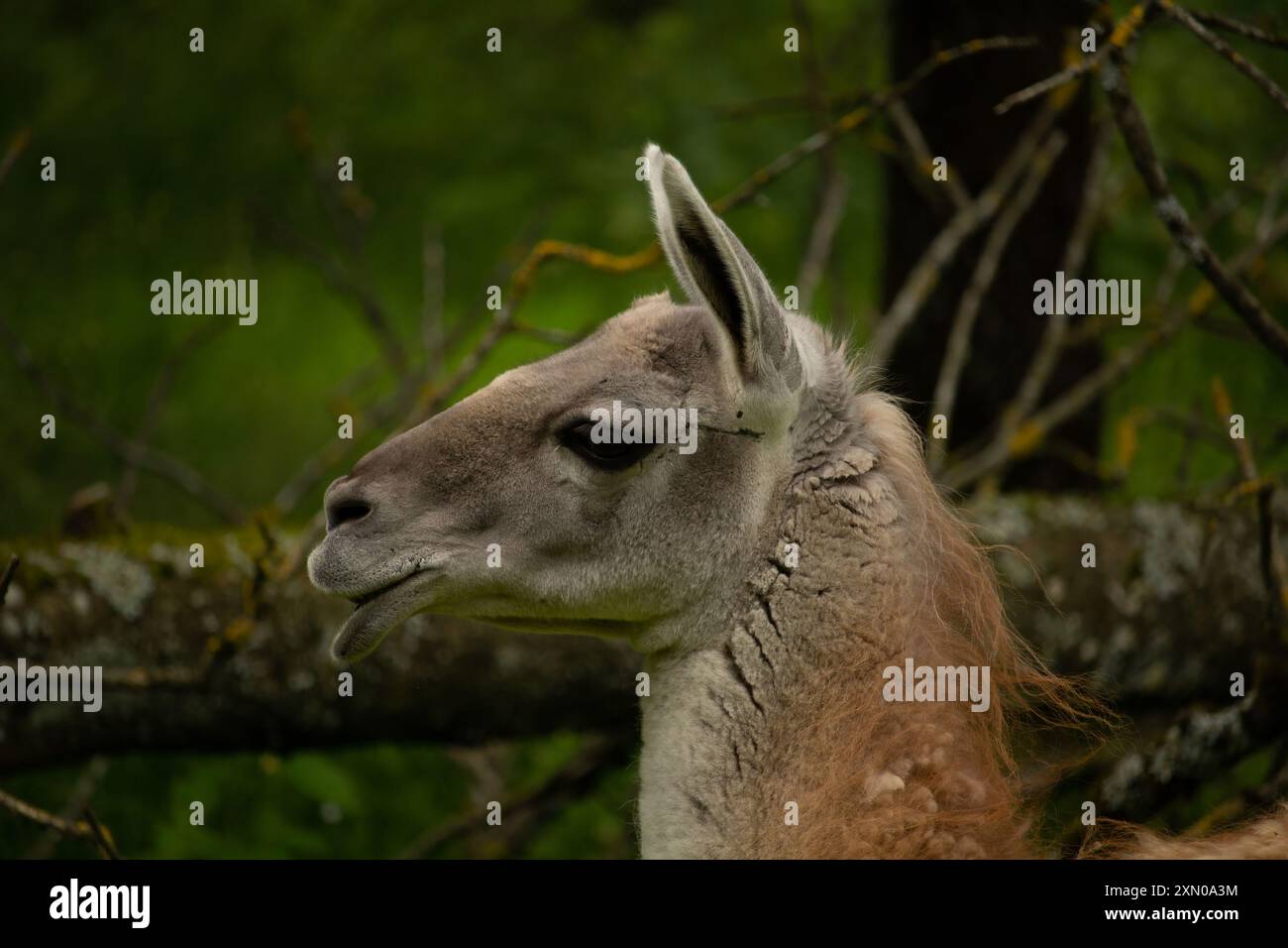 Portrait of a Guanaco. The guanaco (Lama guanicoe) is a camelid animal ...