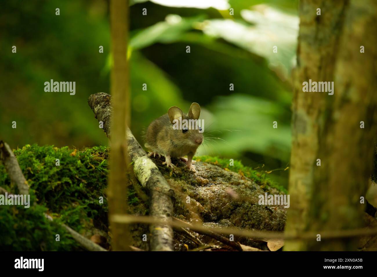 Wild Wood mouse resting on a stick on the forest floor with lush green ...