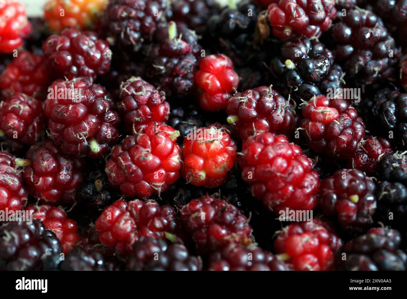 Fruit of Black Mulberry , Morus Nigra, Variety 'Chelsea' Syn King James ...