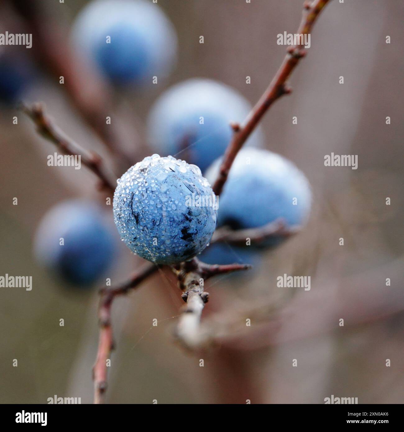 Blueberry plant dew drops hi-res stock photography and images - Alamy