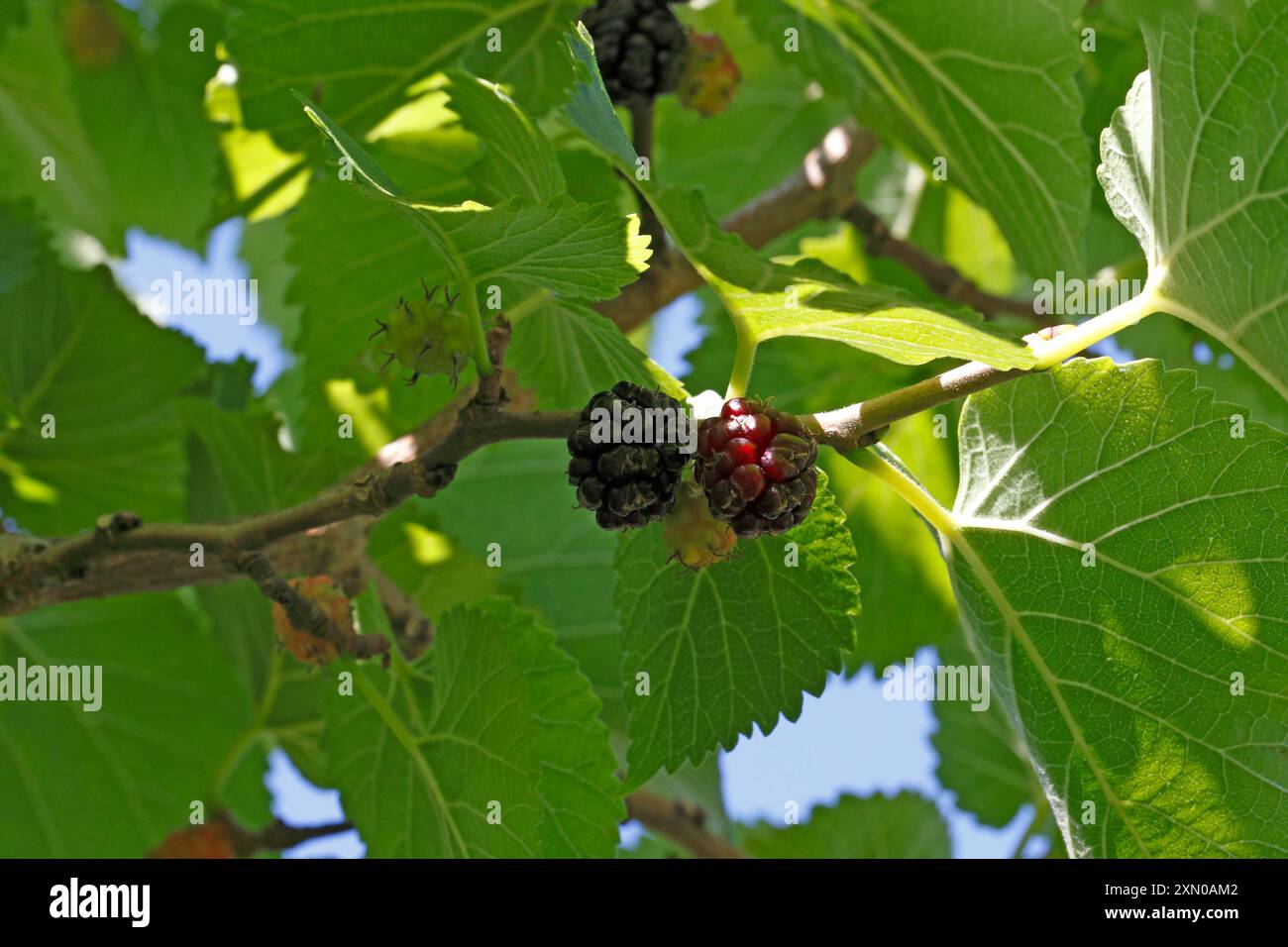 Syn king james i hi-res stock photography and images - Alamy