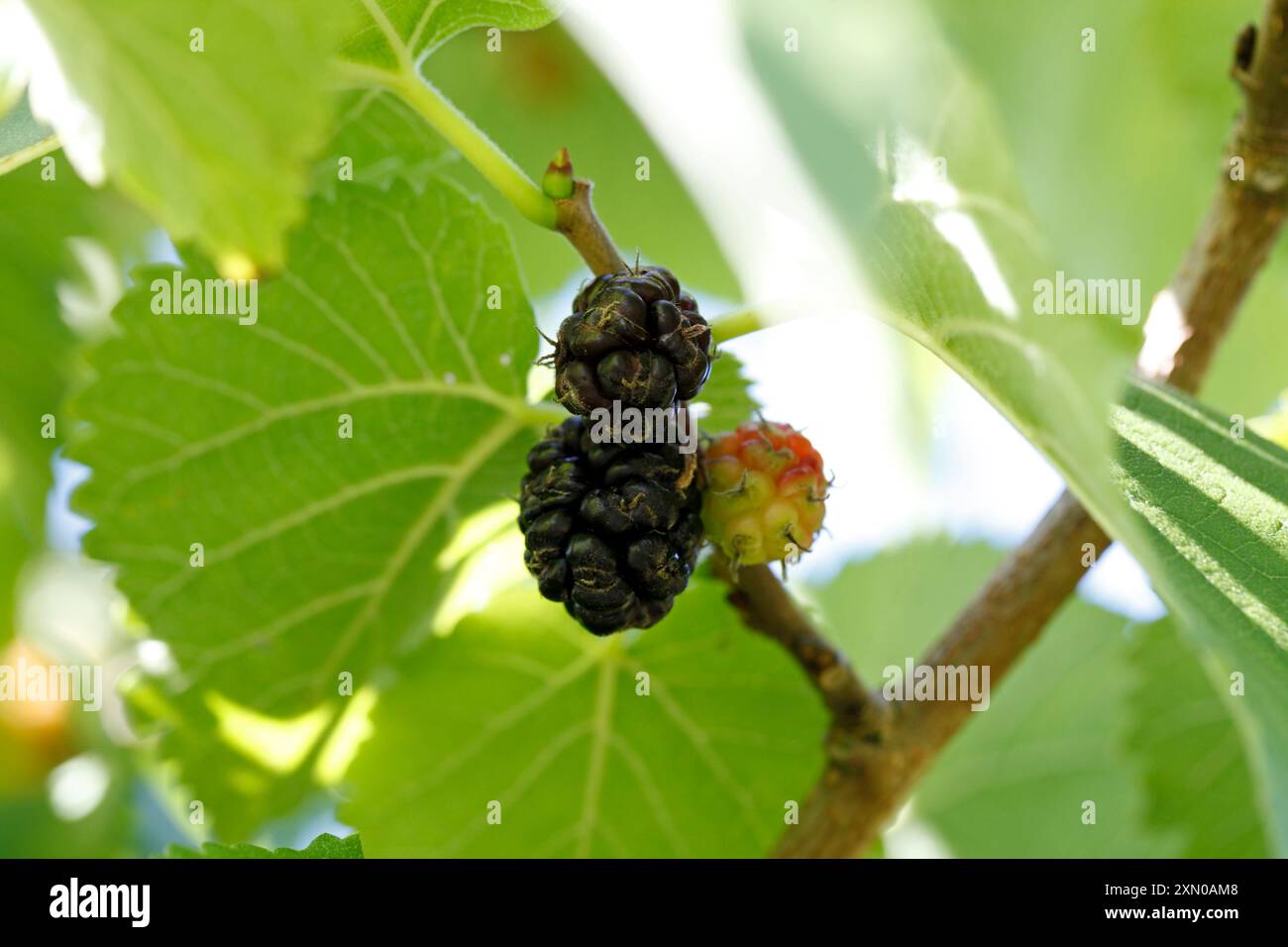 Fruit of Black Mulberry , Morus Nigra, Variety 'Chelsea' Syn King James ...