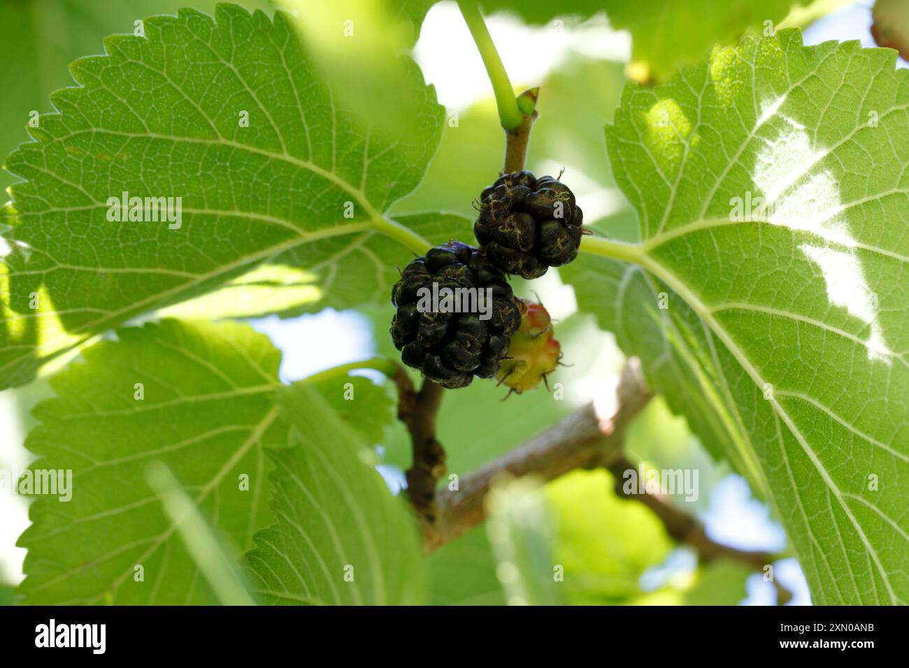 Fruit of Black Mulberry , Morus Nigra, Variety 'Chelsea' Syn King James ...