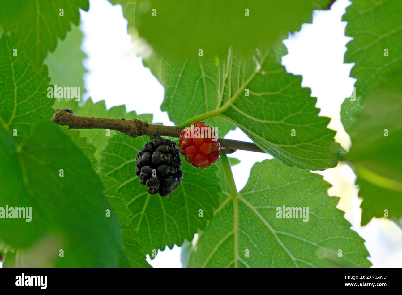 Fruit of Black Mulberry , Morus Nigra, Variety 'Chelsea' Syn King James ...