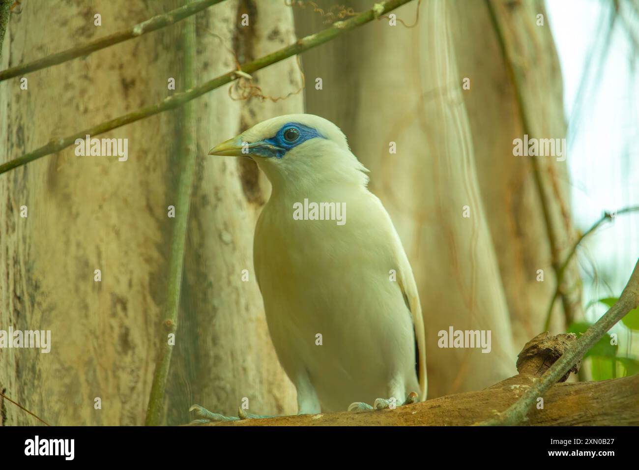 Bali maina rare bird from Asia sitting on branch Stock Photo - Alamy
