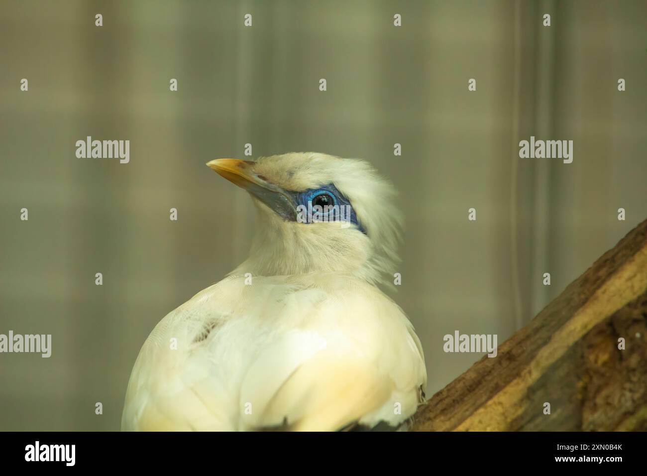 Bali maina rare bird from Asia Stock Photo - Alamy