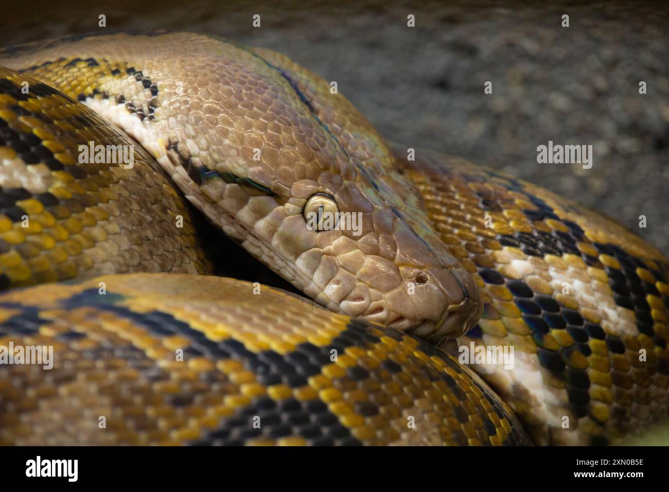Snake close up. Boa eye very close. Skin texture Stock Photo - Alamy
