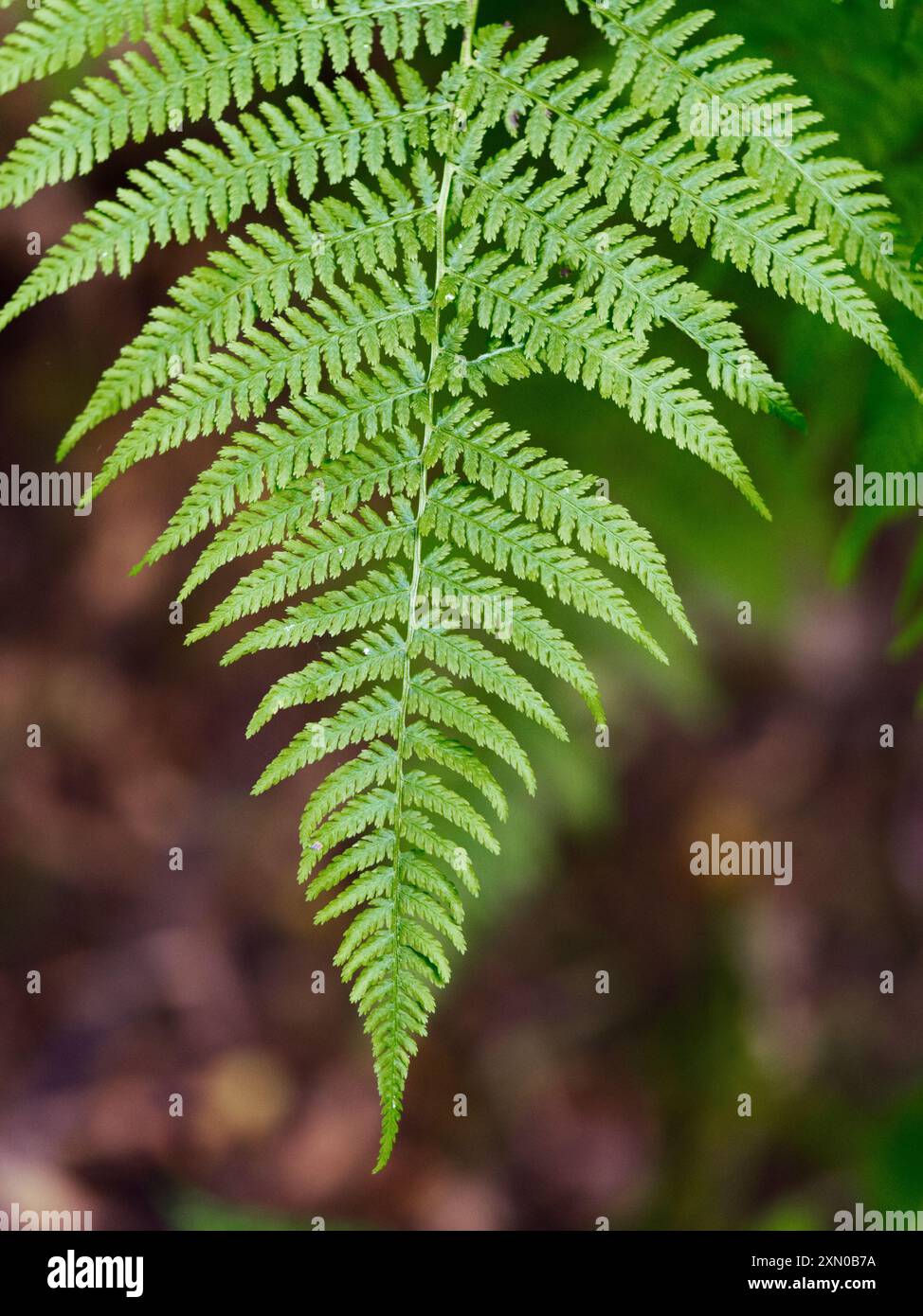 Foresta passeggiata hi-res stock photography and images - Alamy