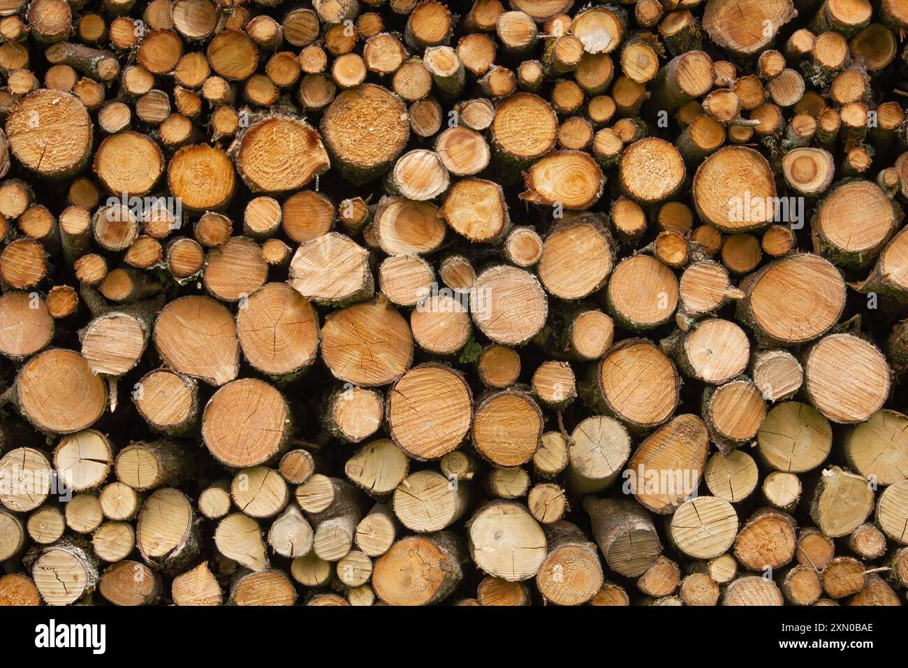 Abstract photo of a pile of natural wooden logs background top view ...