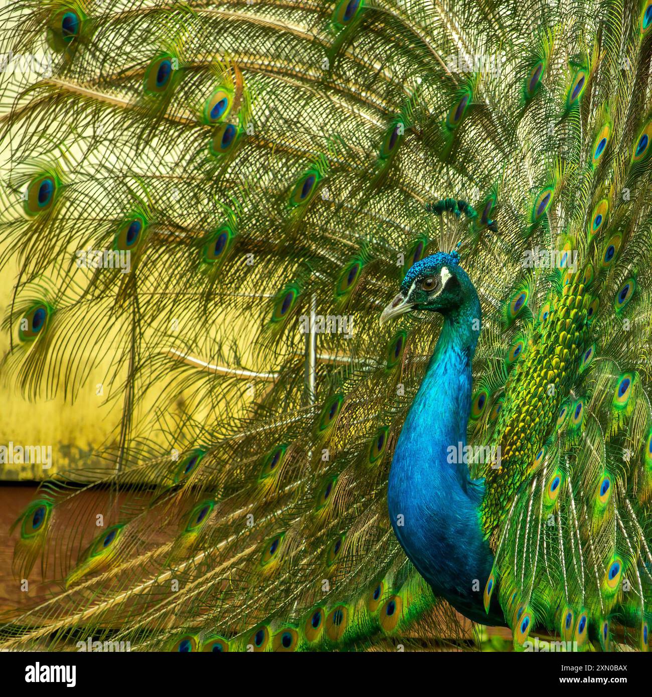 peacock. peafowl. Beautiful spread of a peacock. beautiful peacock bird ...