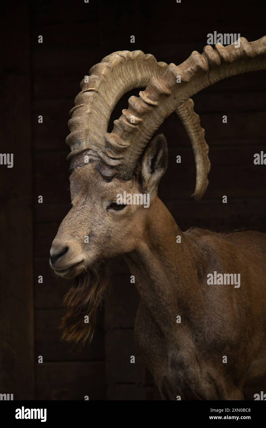 Siberian ibex (Capra sibirica). Wildlife animal Stock Photo - Alamy